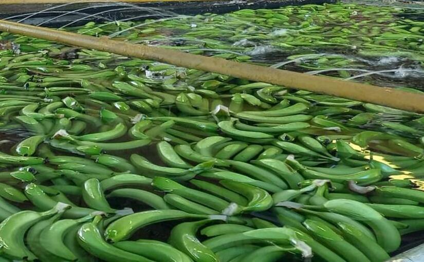 Ministerio Agropecuario reporta producción de banano de 1.5 millones de ...