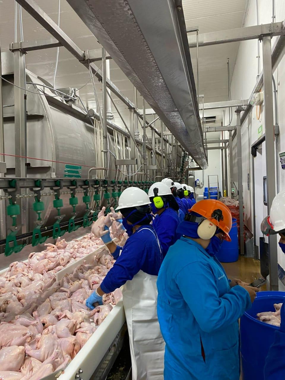 Reportan 358 millones de libras de carne de pollo al mercado nacional en 2025