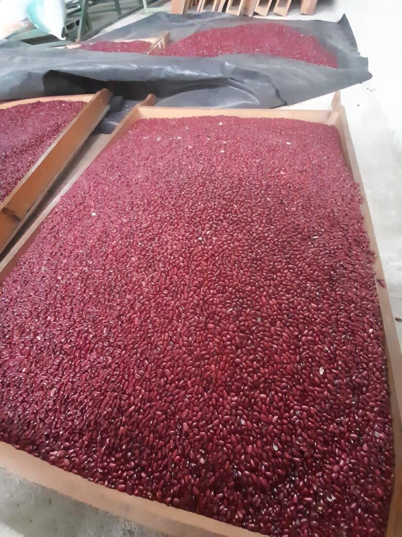 Cosecha de frijol rojo asegura abastecimiento nacional y fortalece ...