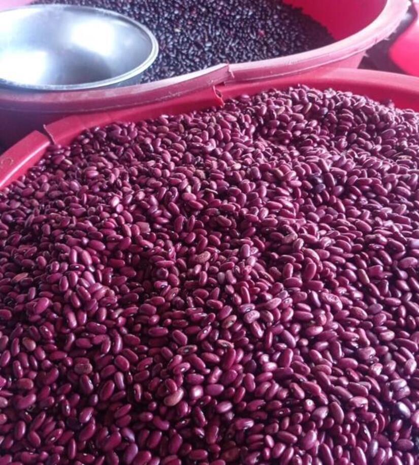 Cosecha de frijol rojo asegura abastecimiento nacional y fortalece ...