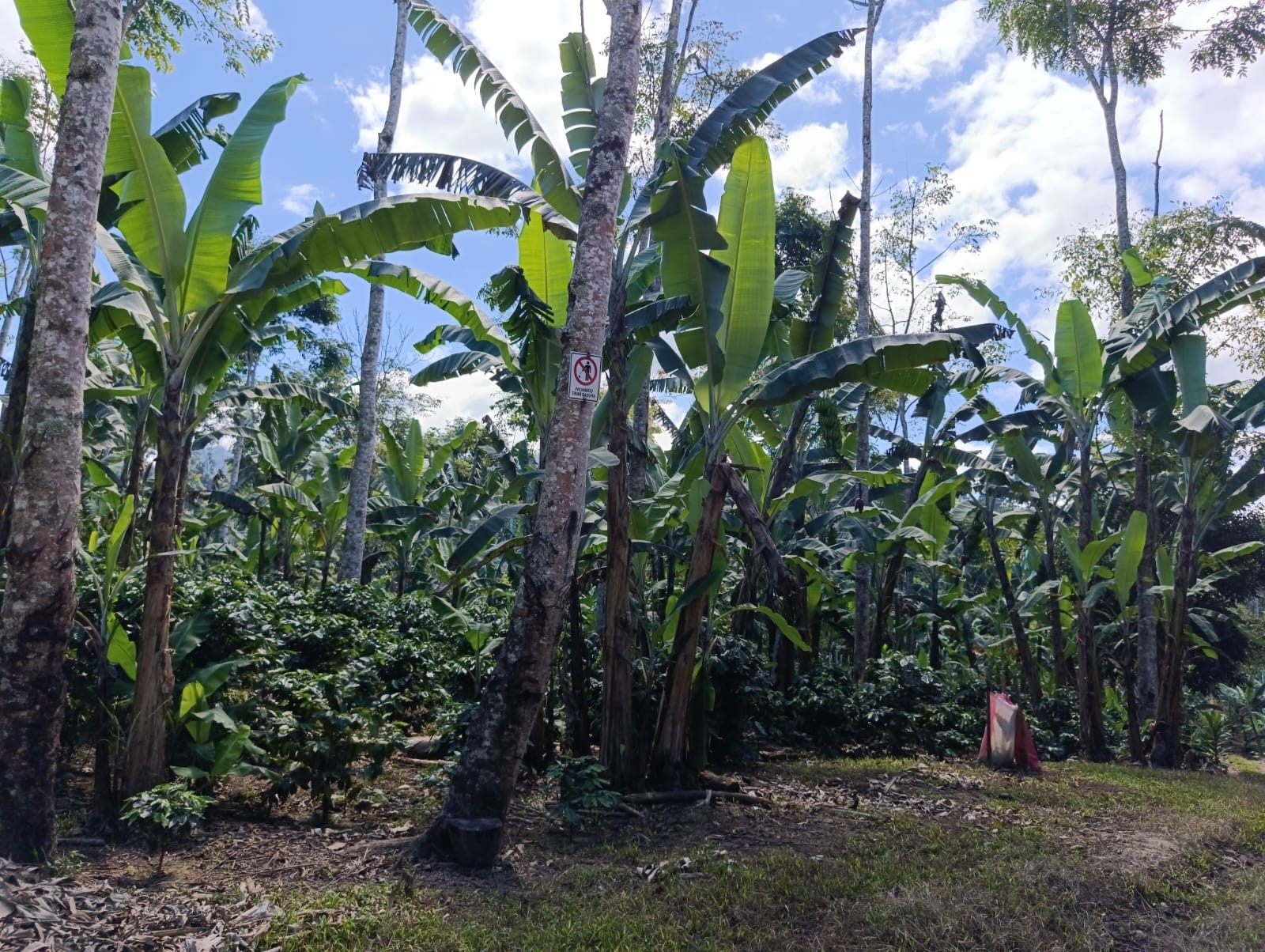 Producción de banano en fincas cafetaleras alcanza 12.4 millones de ...