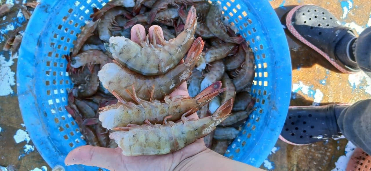 Monitoreo del camarón costero en el Pacífico